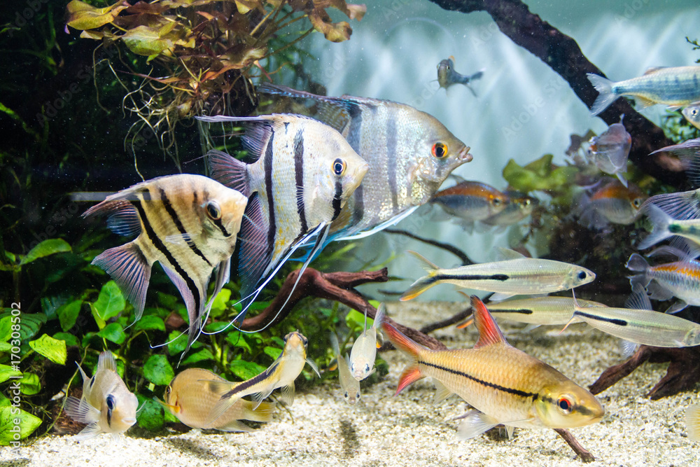 Poster Angelfish and schooling of tropical fish in planted tank – Wall ...