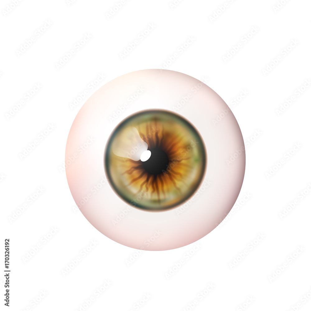 Real Eyeball Vector