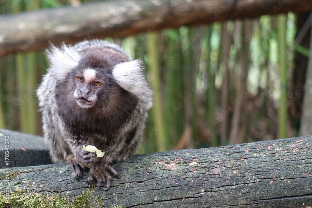 Common Marmoset
