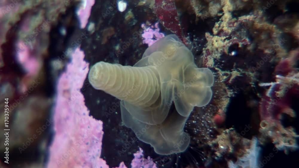 Lucernaria quadricornis underwater in White Sea. Unique dramaturgy pic ...