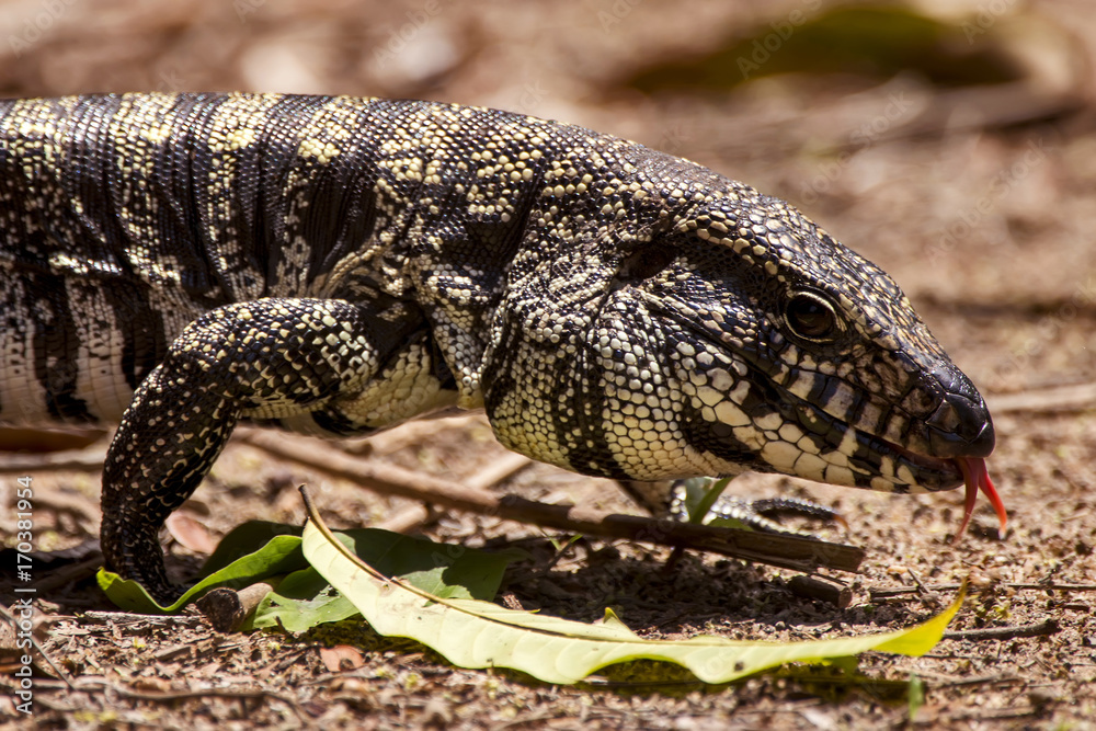 Teiú (Salvator merianae) | Black-and-white Tegu photographed at the ...