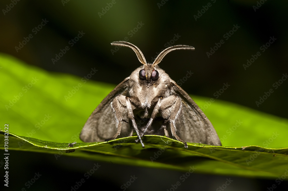 Mariposa (Lepidoptera) | Moth photographed at the Cupido e Refúgio Farm ...