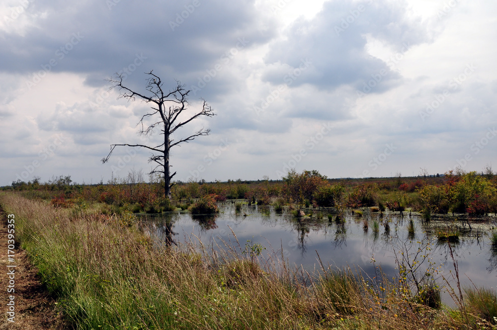 Das Moor im Sommermonat August Stock-Foto | Adobe Stock