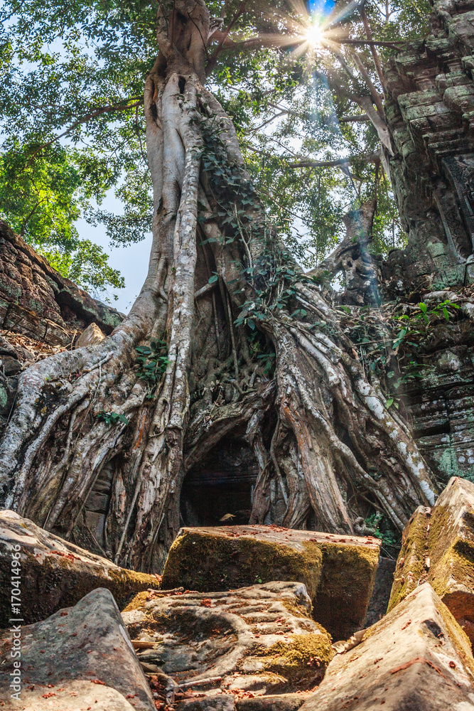 Amazing incredible giant ancient trees of Ta Prohm, Angkor Wat, Siem ...