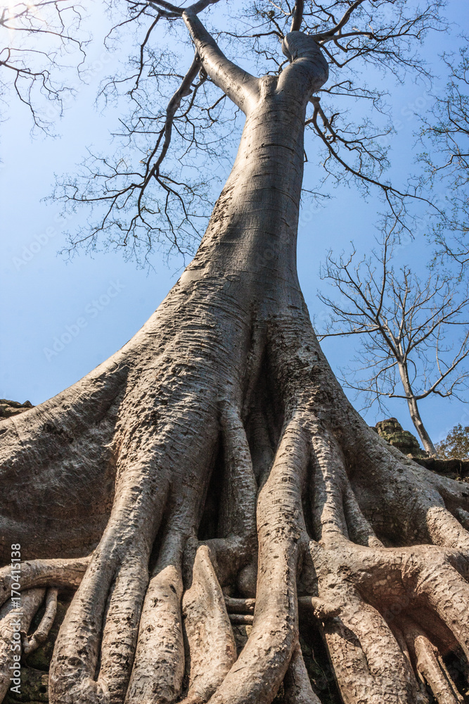 Amazing incredible huge roots of the giant ancient trees of Ta Prohm ...