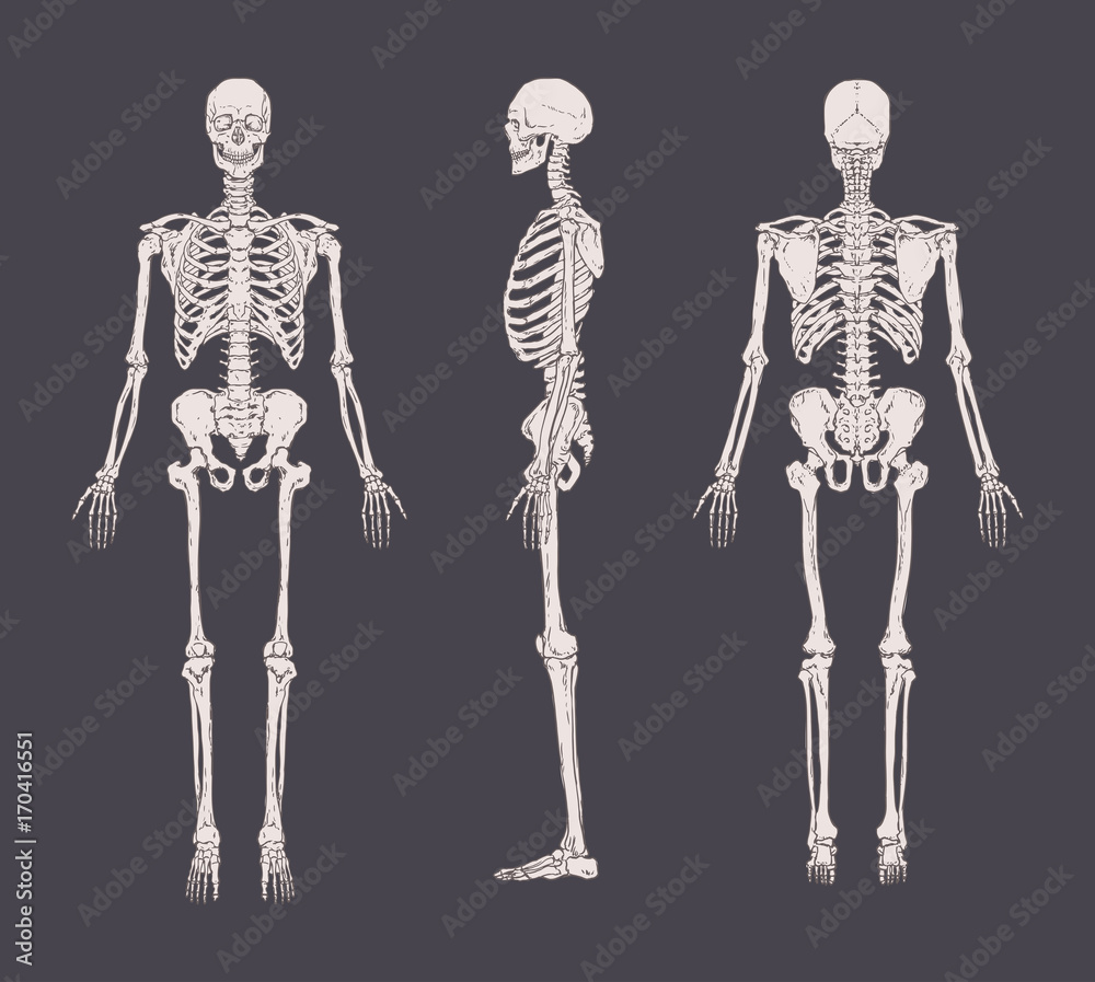 Set of realistic skeletons isolated on gray background. Anterior ...