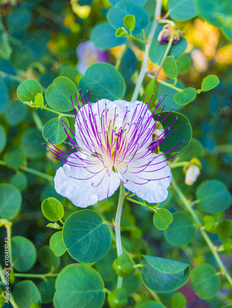 The plant is best known for the edible flower buds (capers). Beautiful ...