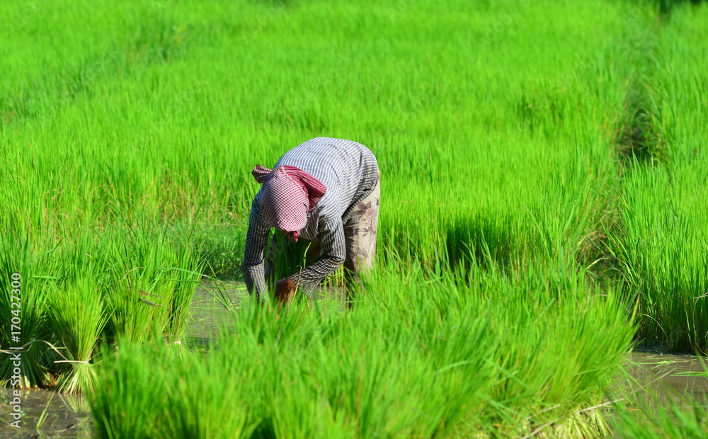Mekong Delta Rice
