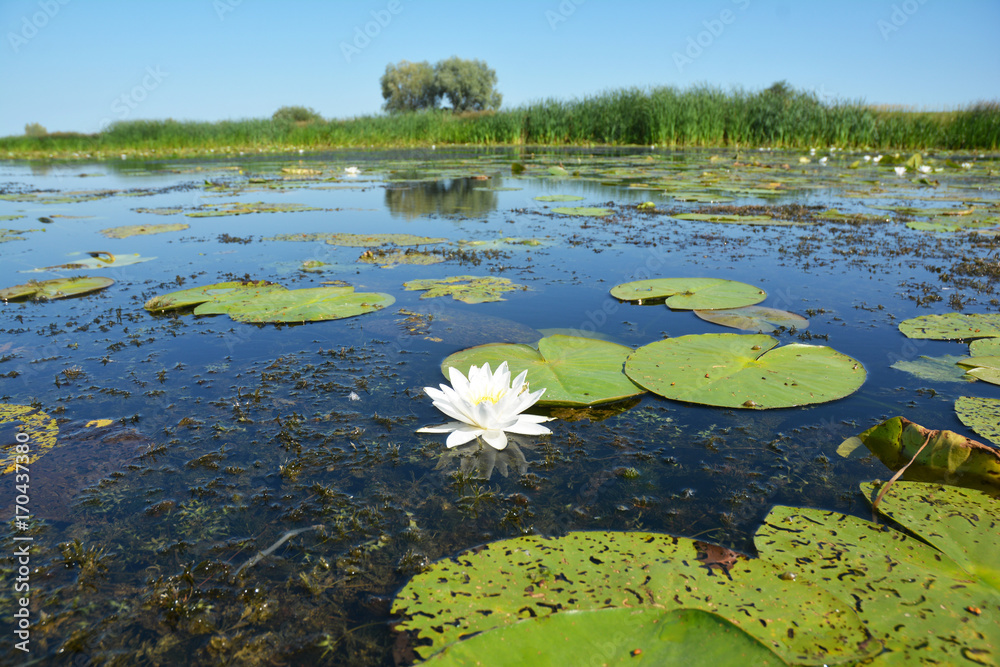 Beautiful Nymphaea alba, also known as the European white water lily ...