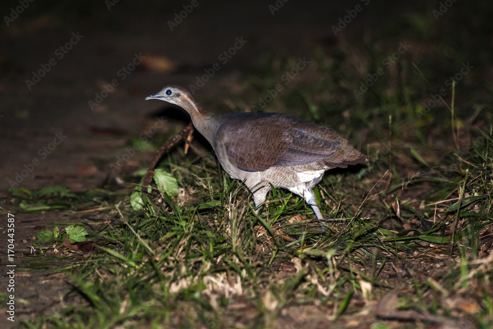 Macuco (Tinamus solitarius) | Solitary Tinamou photographed in Linhares ...