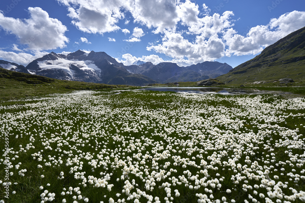 Wollgras-Moor am Berninapass Stock-Foto | Adobe Stock