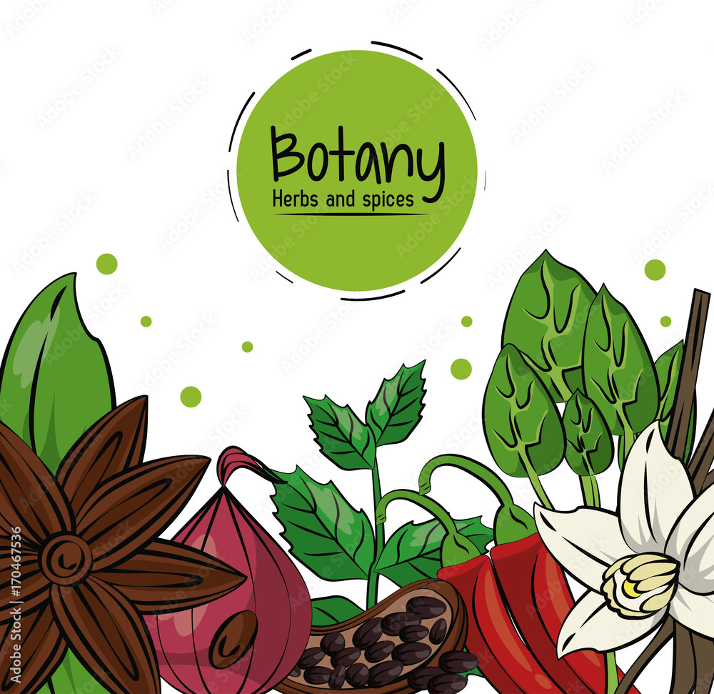 Botany herbs and spices over white background vector illustration ...