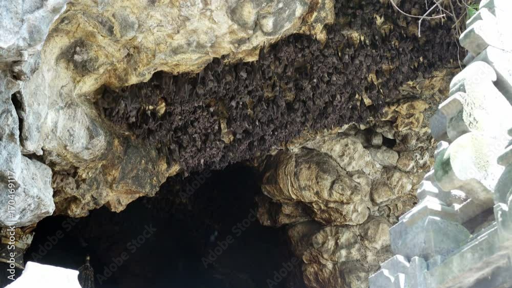 Mouse Bats on the cave arch in Pura Goa Lawah (bat cave temple). The ...