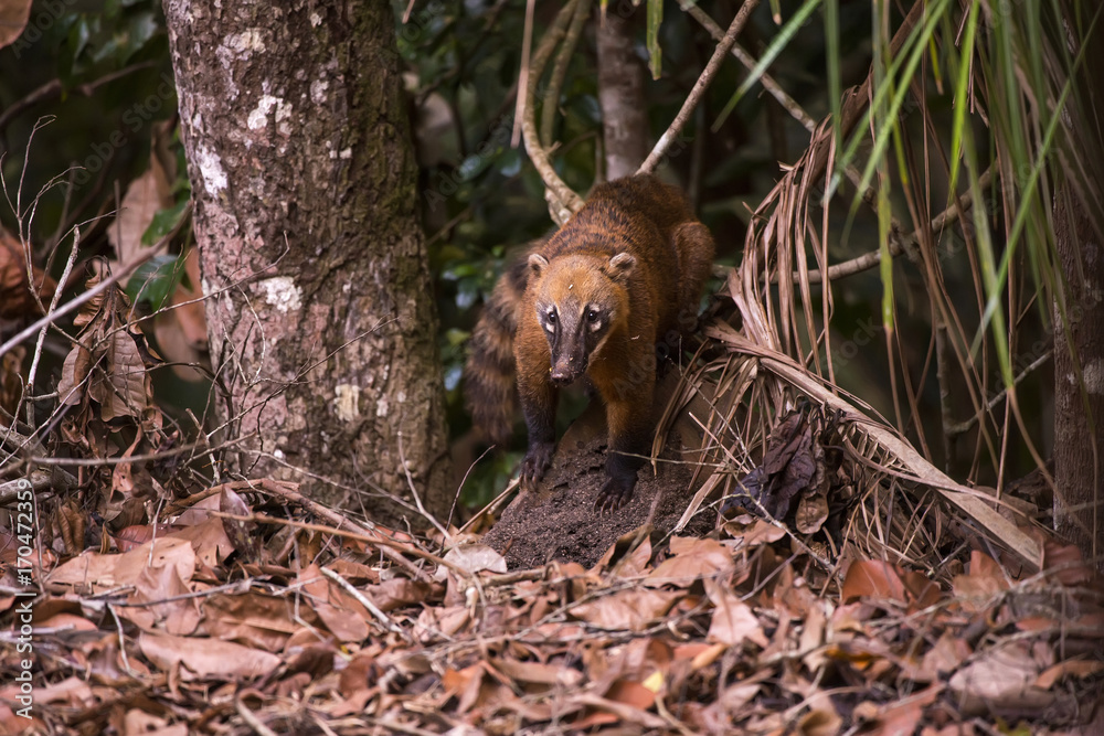Quati-de-cauda-anelada (Nasua nasua) | South American coati, or ring ...