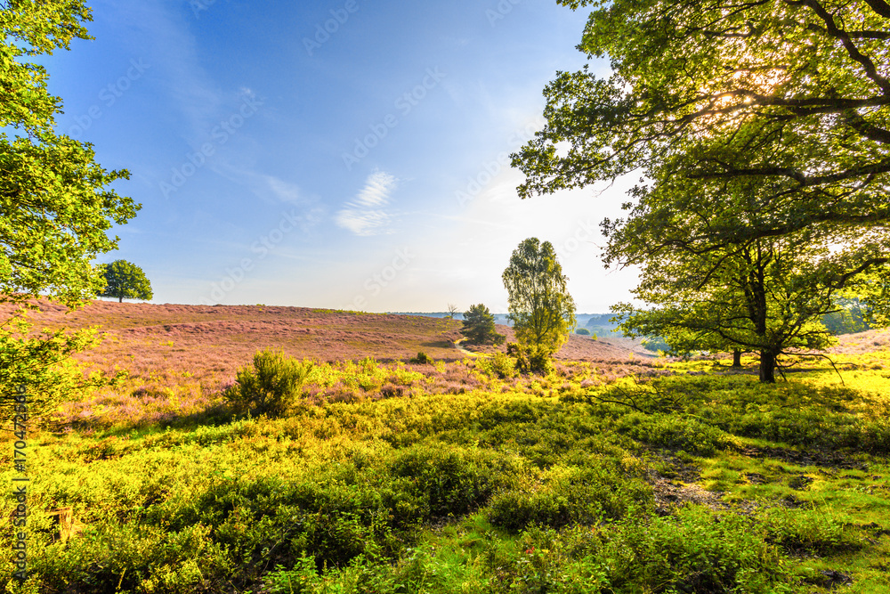 The Posbank nature reserve landscape with flowering Heather fields ...