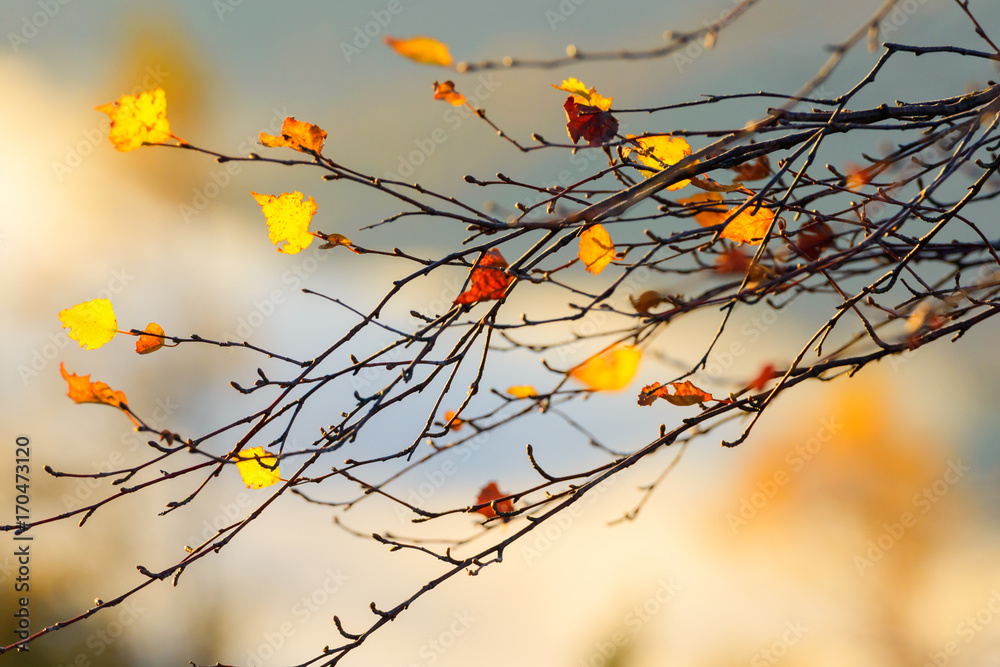 Autumn leaves in forest closeup Stock Photo | Adobe Stock