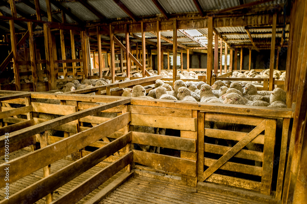 Shearing shed, New Zealand Stock Photo | Adobe Stock