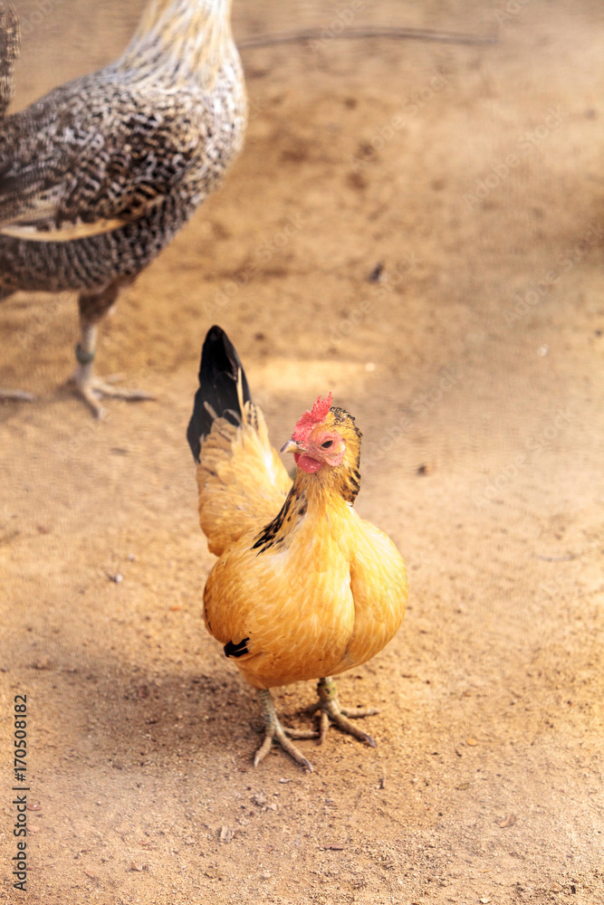 Sicilian Buttercup Chicken