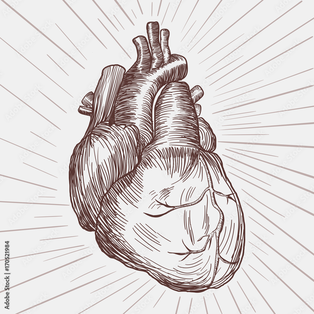 Retro styled drawing of human heart Stock Vector | Adobe Stock