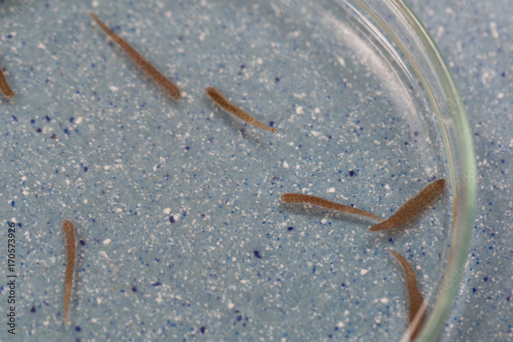 Leeches are segmented worms that belong to the phylum Annelida and ...