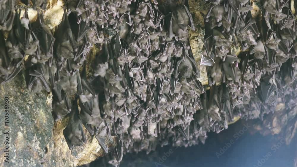Video Stock Mouse Bats on the cave arch in Pura Goa Lawah (bat cave ...
