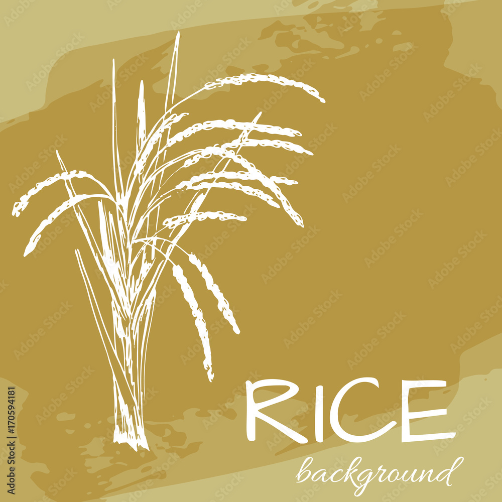 vector background with rice logo, hand-drawn plants Stock Vector ...