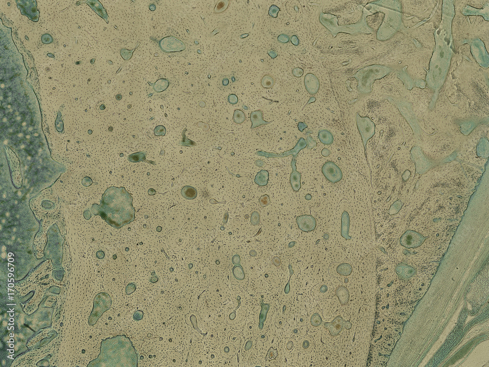 human body cells under a scientific microscope Stock Photo | Adobe Stock