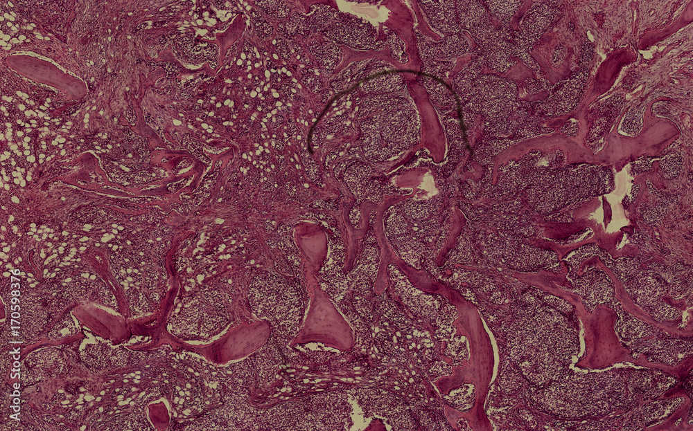 human body cells under a scientific microscope Stock Photo | Adobe Stock