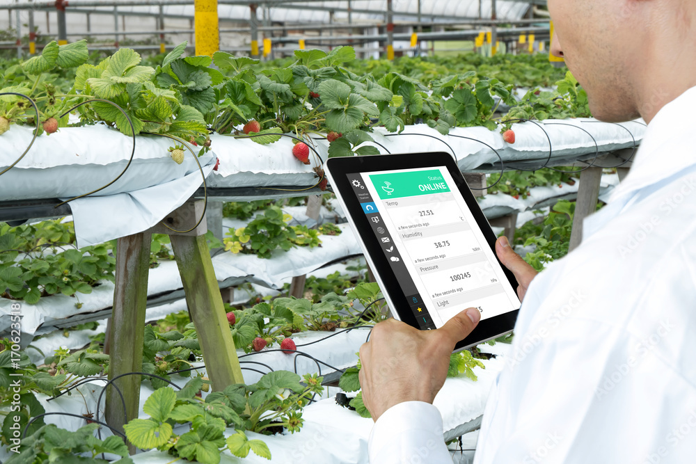 Smart agriculture, farm , sensor technology concept. Farmer hand using ...