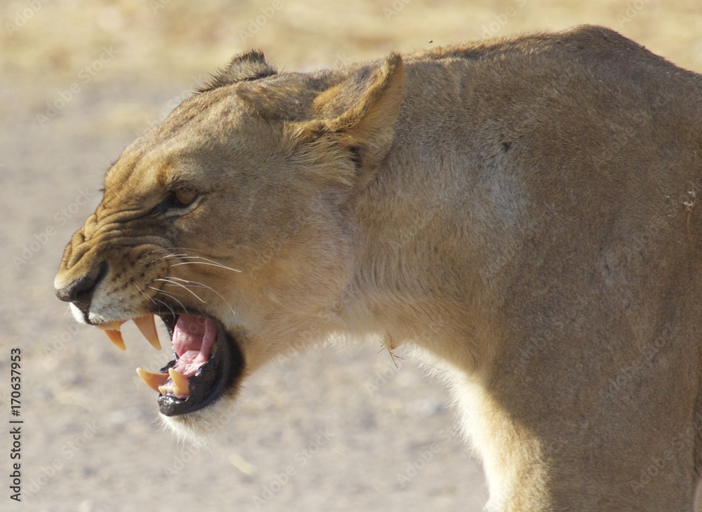 Growling Lioness