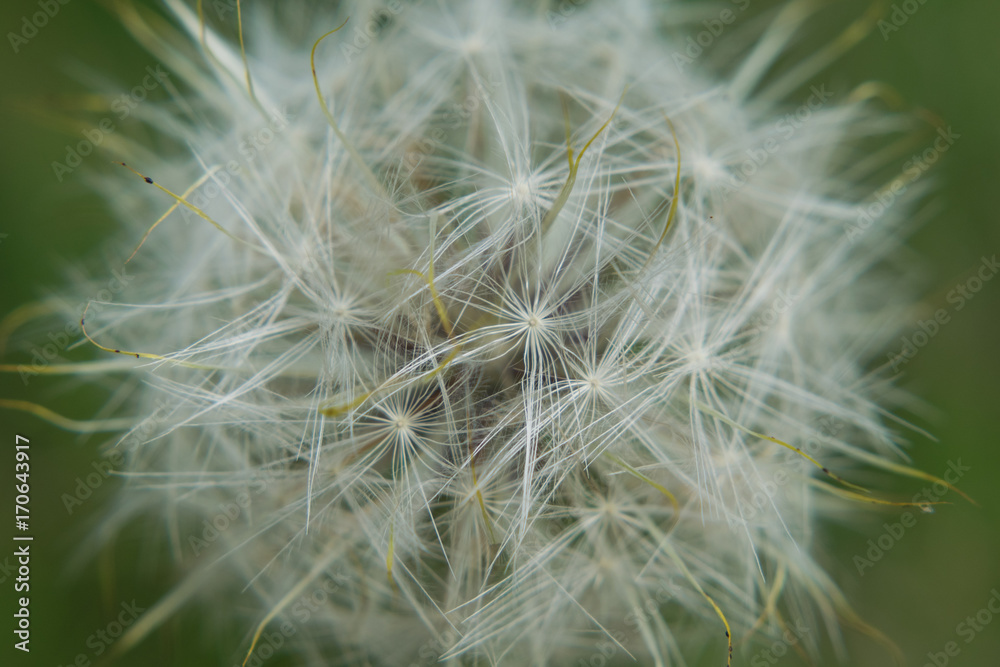 Pusteblume Stock Photo | Adobe Stock