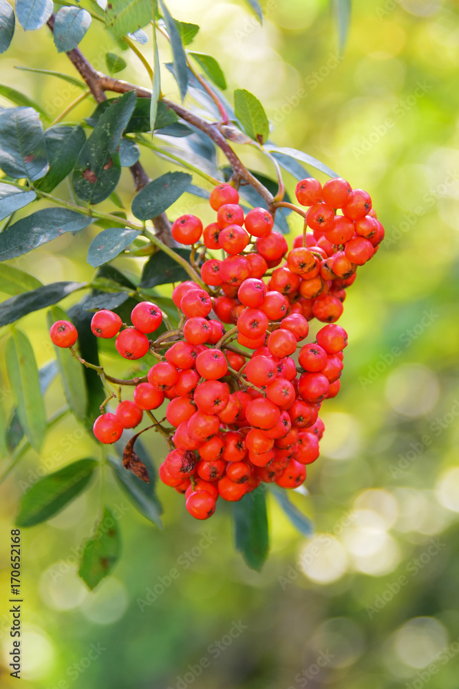 Wild Mountain Ash