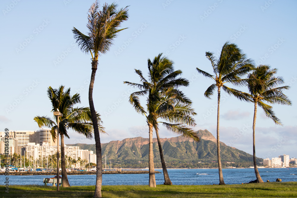 Honolulu Palm Trees