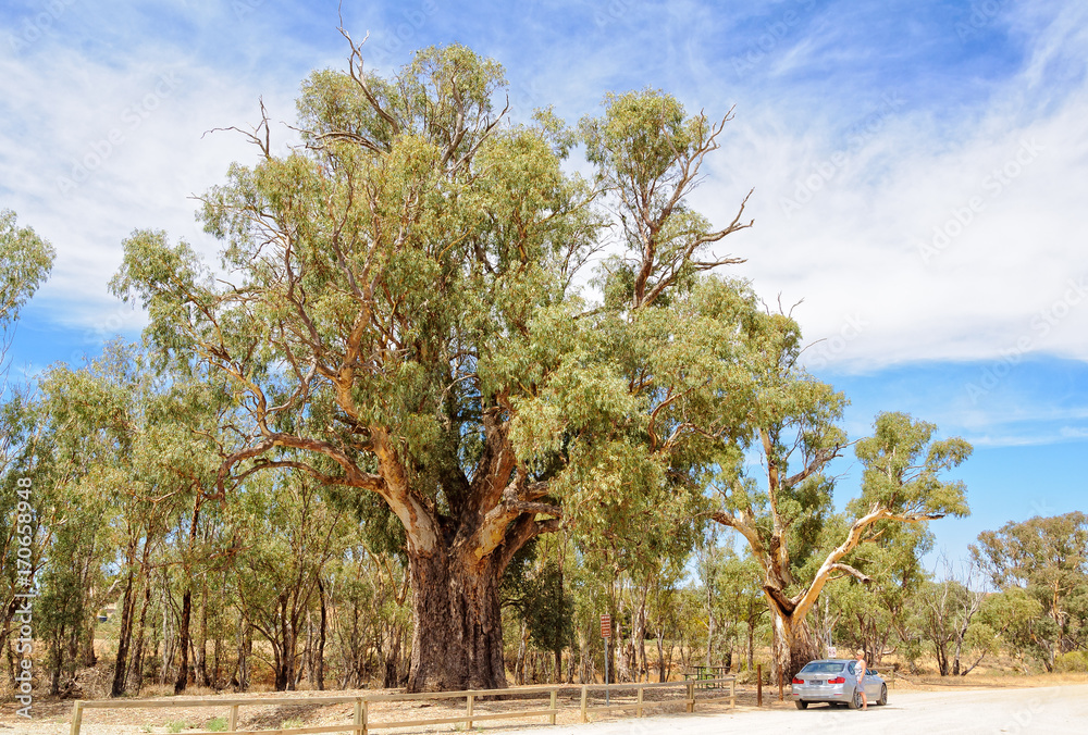 The giant River Red Gum tree of Orroroo is about 500 years old ...