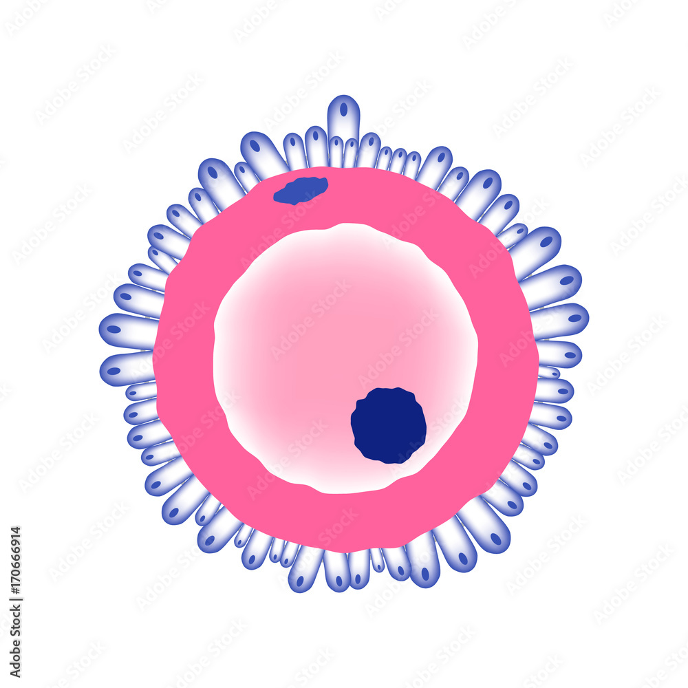 Simplified female ovule structure on white background. Medical vector ...
