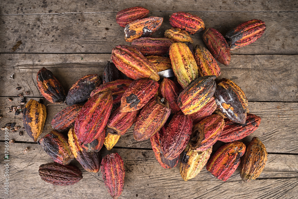 whole cocoa pods in the Amazon area of Ecuador Stock Photo | Adobe Stock