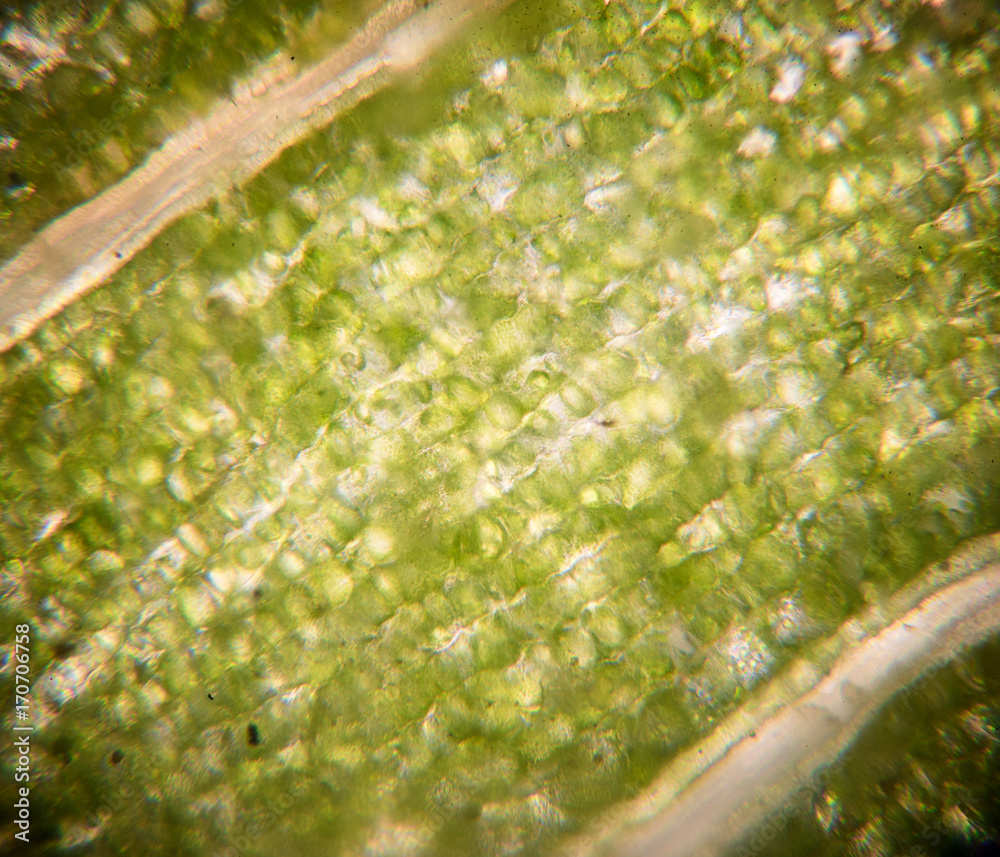 Leaf cells under microscope. micrograph, leaf under a microscope, organ ...