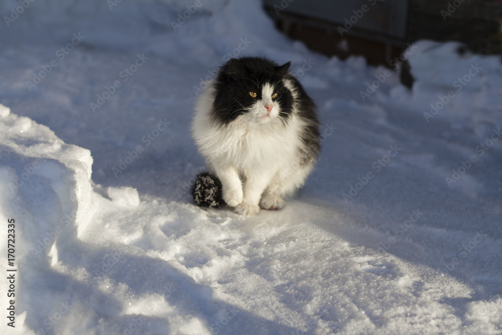 white cat sits on snow in yard at house on street in winter Stock Photo ...