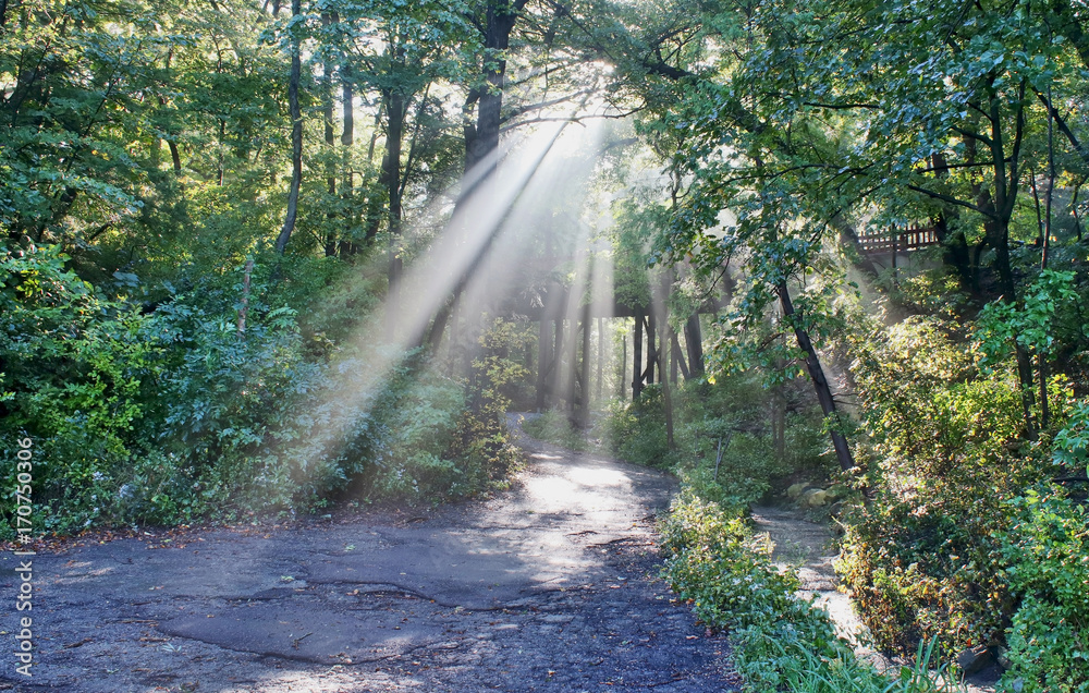 Rising Sun On Nature