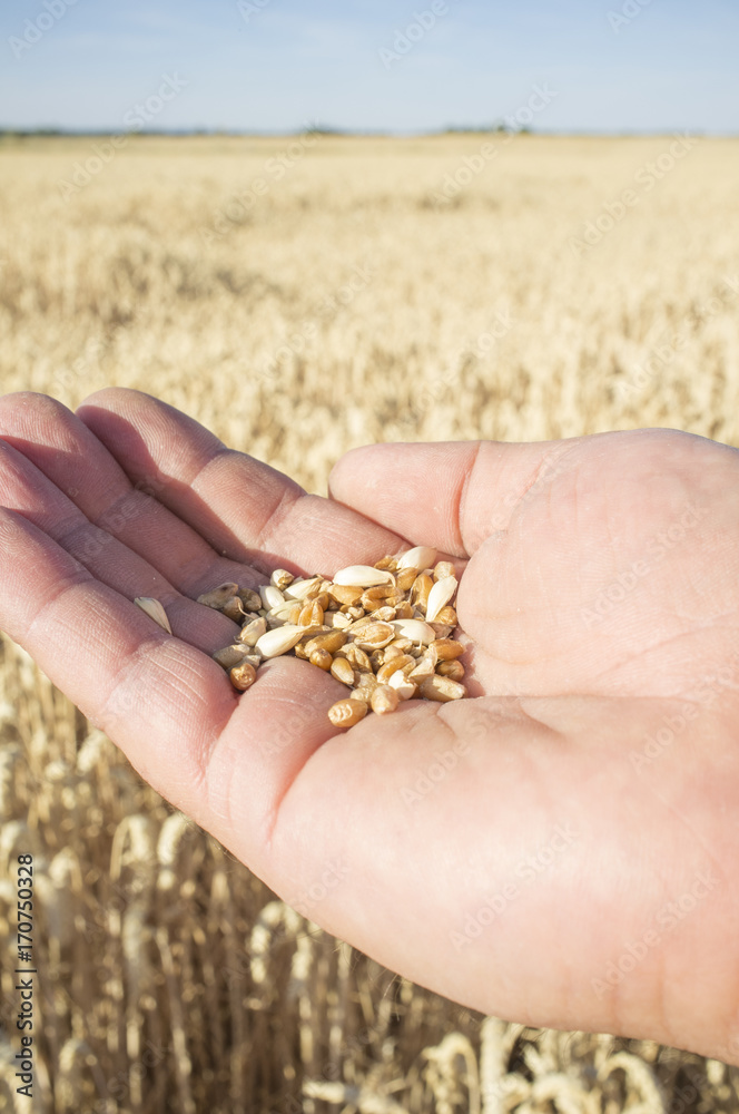 Mature farmer hand holding a handful of wheat grains just picked Stock ...