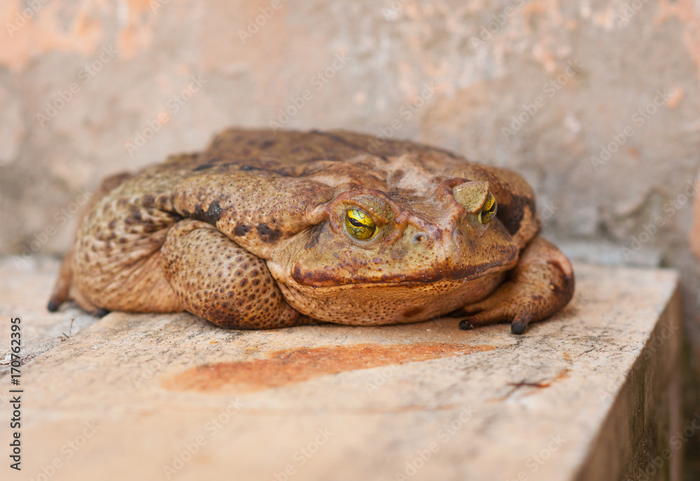 super big toad on white light colored surface Stock Photo | Adobe Stock