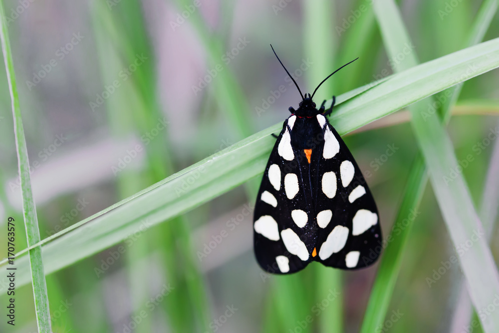 Beautiful Flying Insects