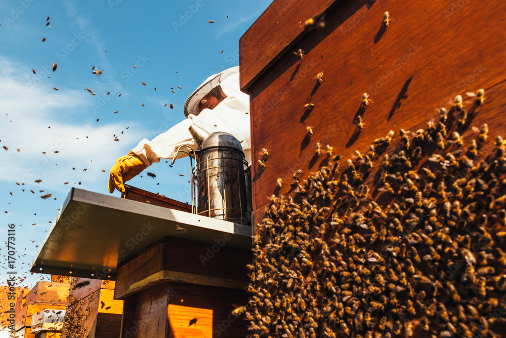 honey production and bees keeping Stock Photo | Adobe Stock
