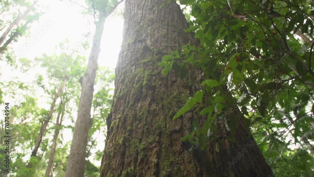 A medium shot of tree branch. Shot tilted up till it shows the sky and ...