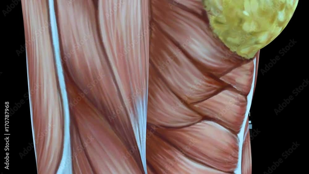 Human Muscular System, Female Muscle Model with Graph on Black ...