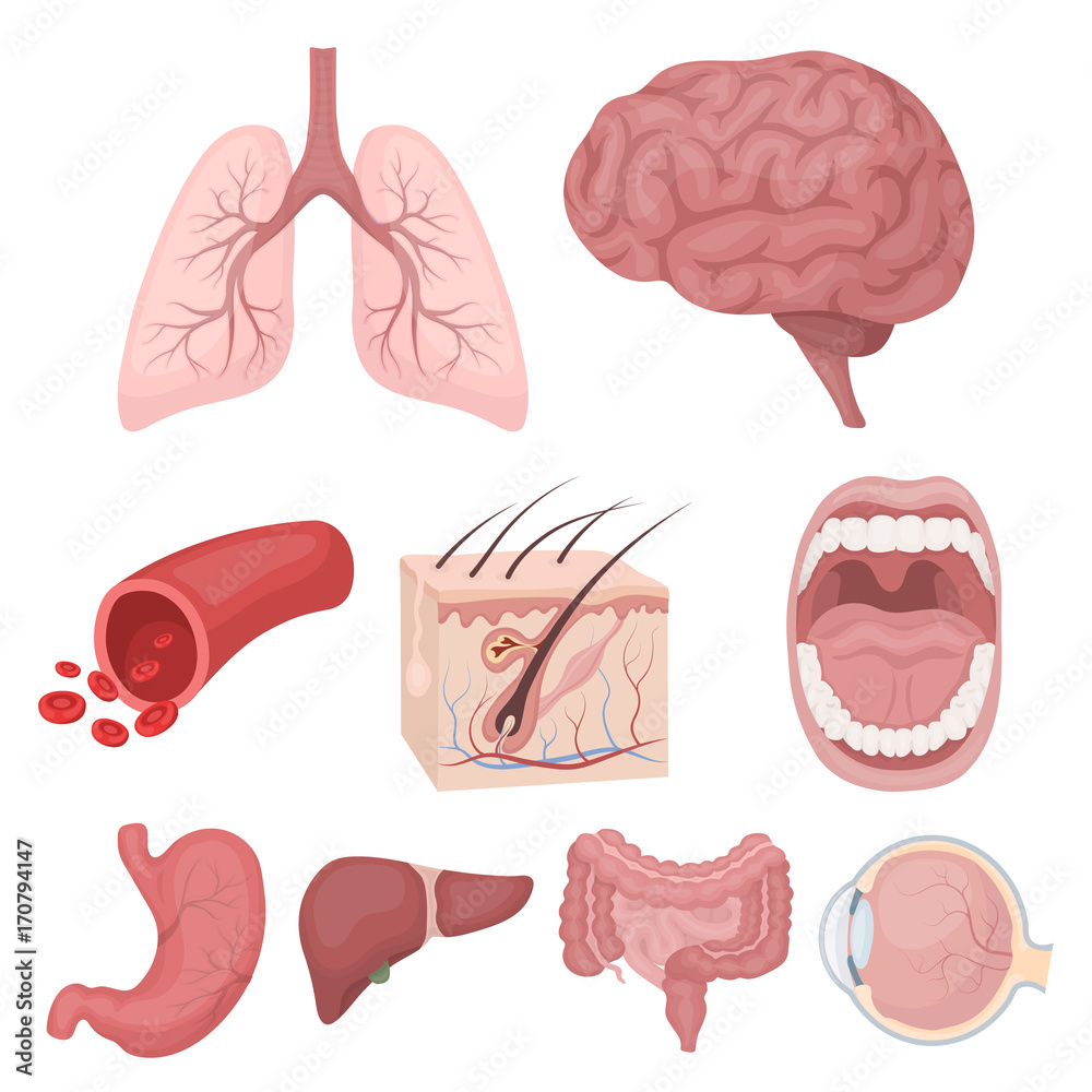 Organs set icons in cartoon style. Big collection of organs vector ...
