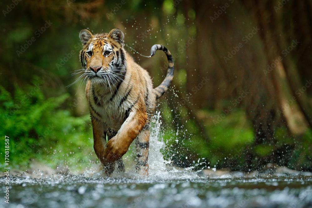 Amur tiger running in water. Danger animal, tajga, Russia. Animal in ...