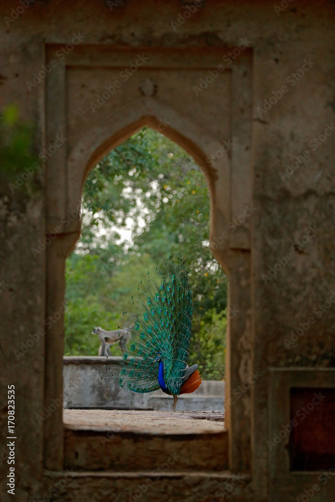 Indian Peafoul, bird displays courtship in stone window, Ratnhamore ...