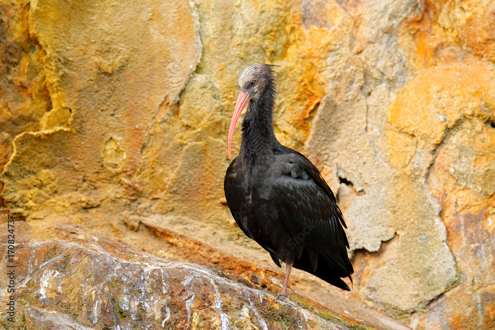 Northern Bald Ibis Geronticus eremita, exotic bird in the nature ...