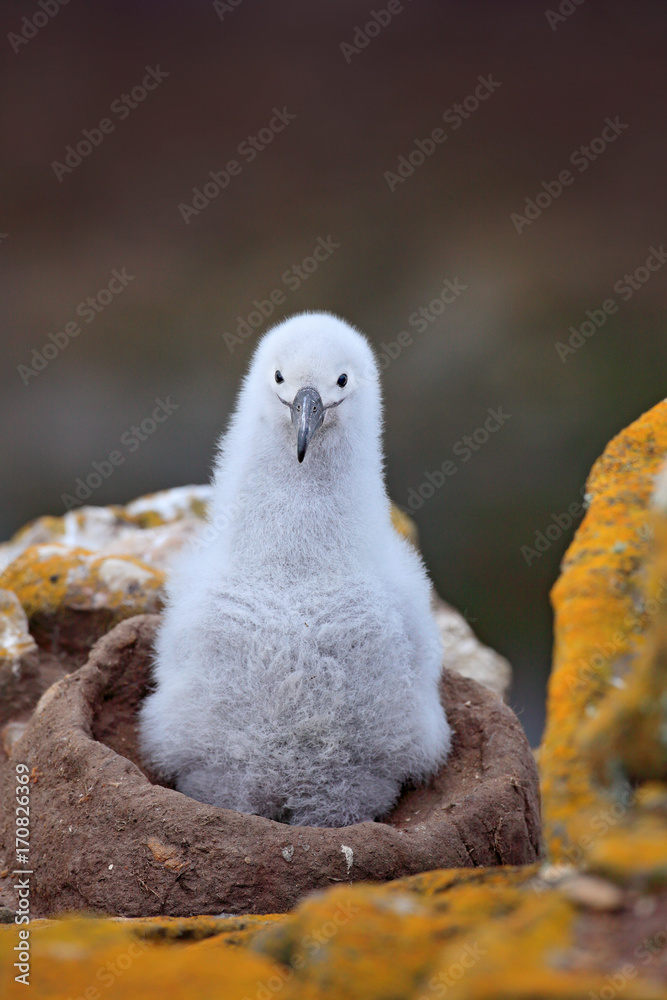 Baby Albatross Bird